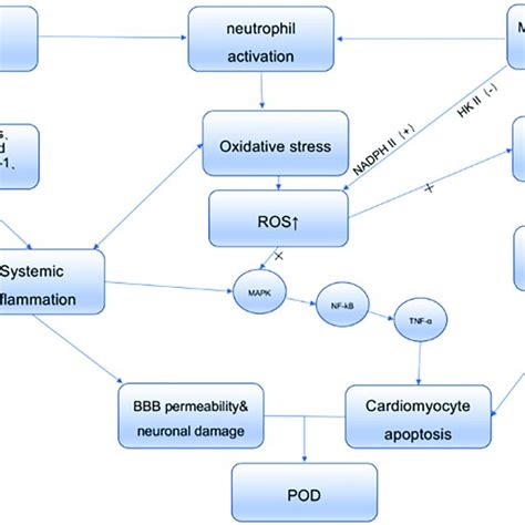 Perioperative Risk Factors For Delirium After Cardiac Surgery