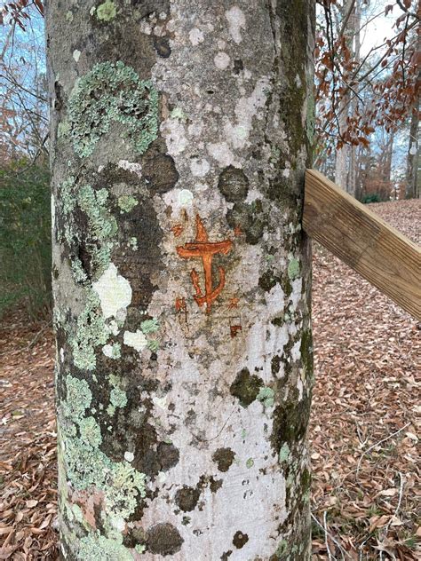 Tree R Doom