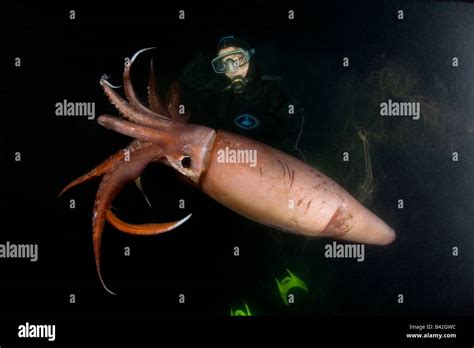 Scuba Diver With Jumbo Squid Humboldt Squid At Night Dosidicus Gigas