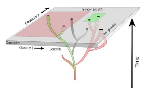 Difference Between Taxonomy And Systematics Definition Components Role