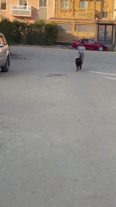 استابى اشرس كلب روت وايلر فى مصر Youtube