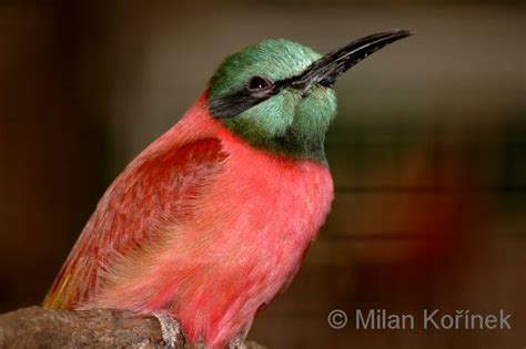 Northern Carmine Bee Eater Merops Nubicus
