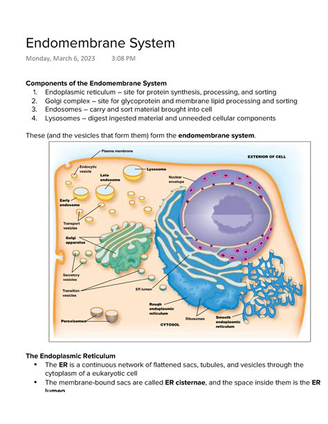 What Is Endomembrane System And Its Function At Curtis Allen Blog