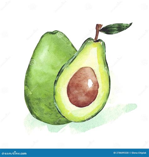 Watercolor Avocado Watercolor Hand Drawn Botanical Illustration
