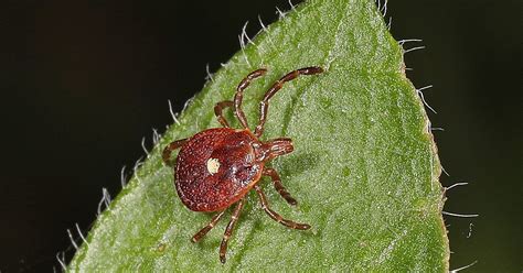 Red Meat Allergy From A Tick Bite Empowering Knowledge