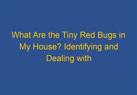 What Are Tiny Black Bugs In My House A Guide To Identifying And