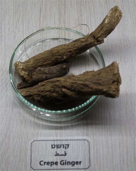 Hellenia Speciosa Images Useful Tropical Plants