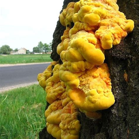 Laetiporus sulphureus żółciak siarkowy edible