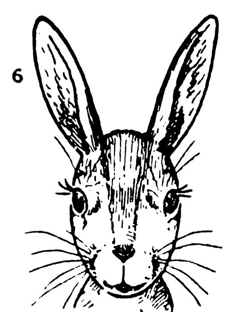 How To Draw A Rabbit Face Step By Step Drawing For Beginners Smart