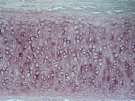 Elastic Cartilage Definition Function And Location Biology Dictionary