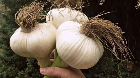 Щоб головки часнику були розміром з кулак — чим підживити пряний овоч у липні Читайте на Ukr Net
