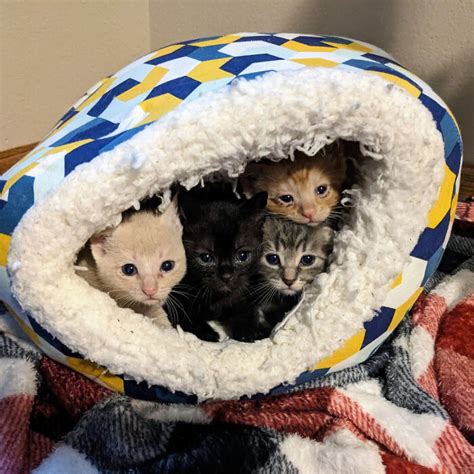 Of The Cutest Cats To Melt Your Heart