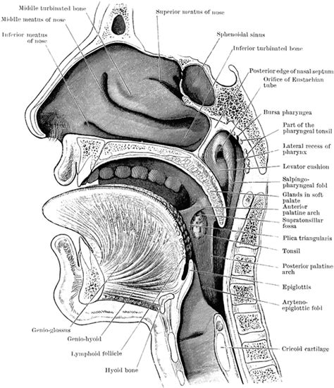 Section Of The Head And Neck Clipart Etc
