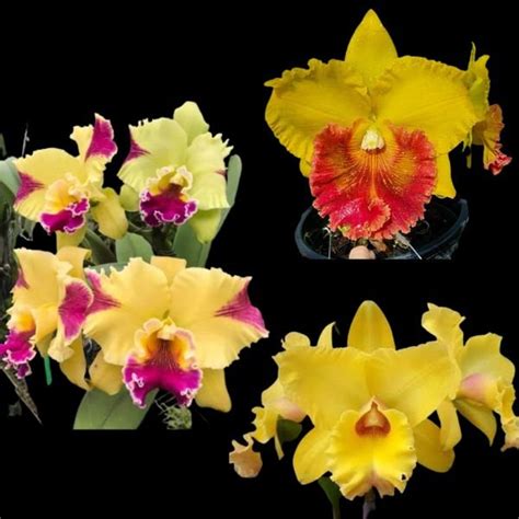Yellow Cattleya Orchid Combo Plantzone