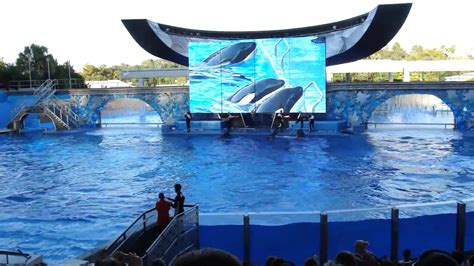 Shamu Show Seaworld 2010 Youtube