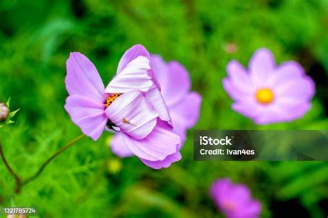 ดอกคอสมอสสีม่วงชมพูในสวนที่มีพื้นหลังเบลอนุ่มในสไตล์วินเทจย้อนยุคสีพาสเทล ดอกคอสมอส Cosmos ภาพ