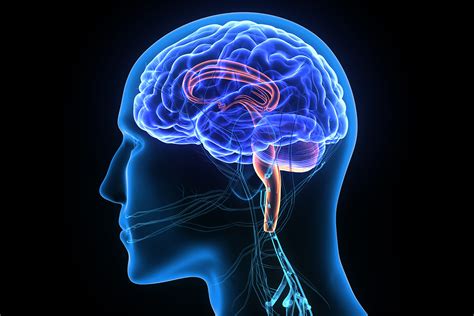 Pleasure And Pain Centers In Brain