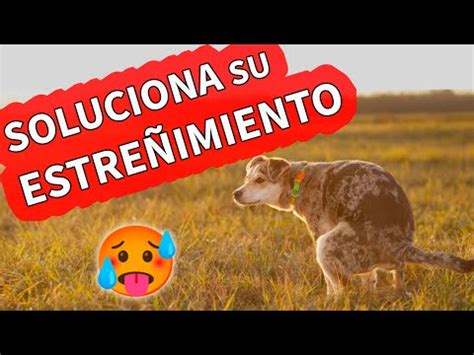 Mi Perro Tiene El Ano Inflamado El rincón de Isi