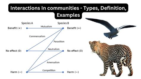 Predation Definition Types Examples Biology Notes Online Predation Definition Types Examples Biology Notes Online