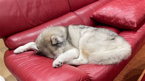 「なんちゅう可愛い寝方だ」と指摘されてもいた仕方がないシベリアンハスキー Wacoca Pets