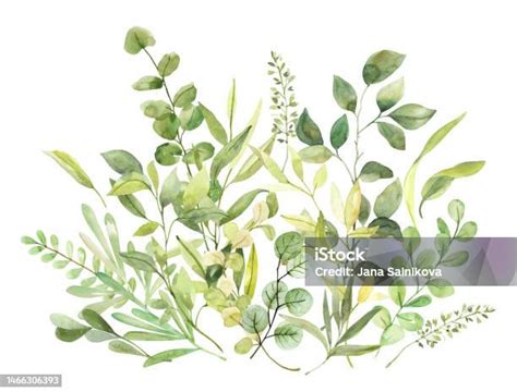 수채화 손으로 그린 식물 봄 잎과 나뭇 가지 그림 클립 아트는 흰색 배경에 격리되어 있습니다 가을에 대한 스톡 벡터 아트 및 기타 이미지 Istock