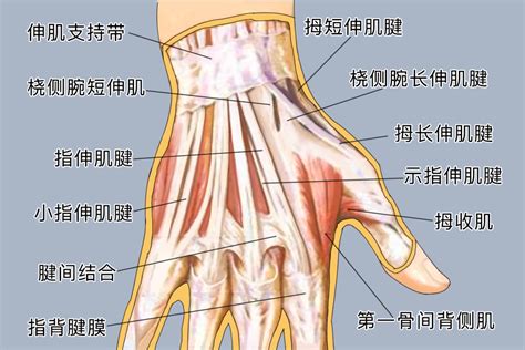 手部位图解大全右手 百度健康·医学科普