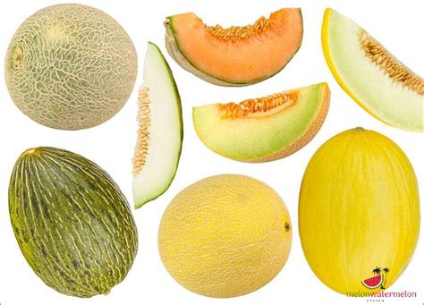 Discovering The Green Melon A Guide To Different Varieties Updated