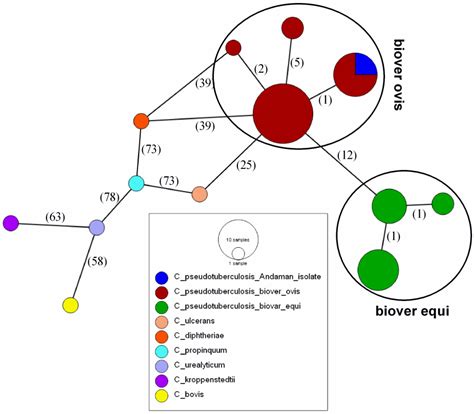 Isolation And Molecular Characterization Of Corynebacterium Pseudotuberculosis From Goats In