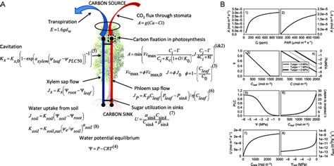 A Connections Between Source Transport And Sink Processes And The Download Scientific