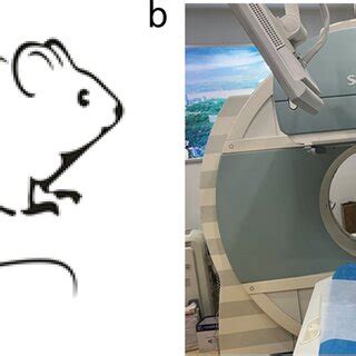 The Procedure Of SPECT CT A Technetium 99 Labeled Polymerized Human Download Scientific