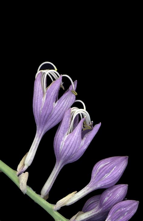 Stem Of Hosta Flowers Photograph By Phyllis Taylor Pixels
