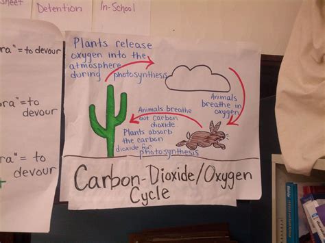 Carbon Dioxide Oxygen Cycle Science Anchor Charts Carbon Dioxide Oxygen Cycle Oxygen Plant