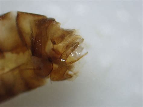 Ceraclea Senilis Naturespot