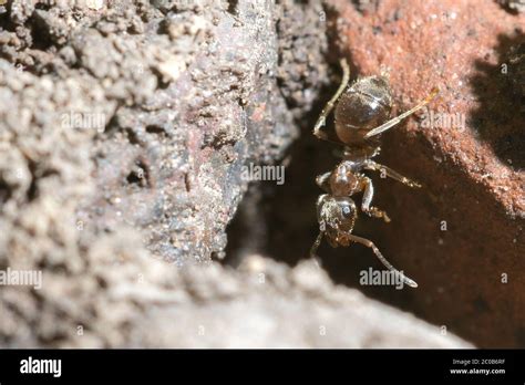 Brown Ant Hi Res Stock Photography And Images Alamy