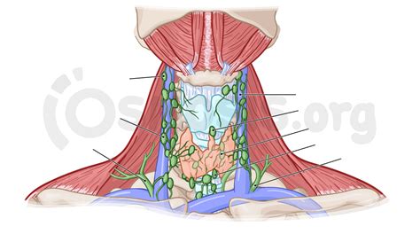 Anatomy Of The Lymphatics Of The Neck Osmosis