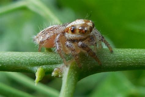 File A Garden Spider In Chennai  Wikimedia Commons