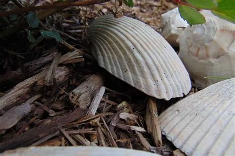 Cedar Mulch Decorated With Sea Shells Environment Buddy