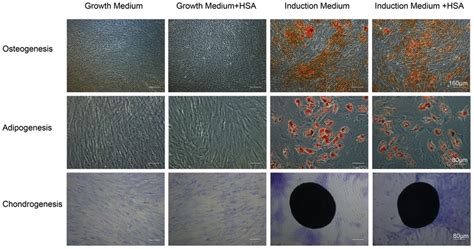 Tri Lineage Differentiation Capacities Of Bm Mscs Upon Exposure To