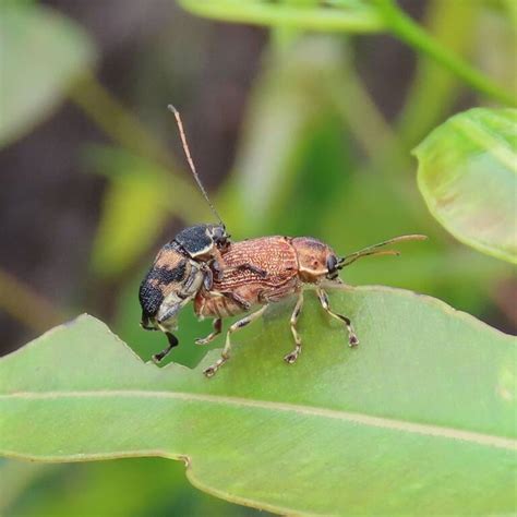 Cadmus Luctuosus Ausemade