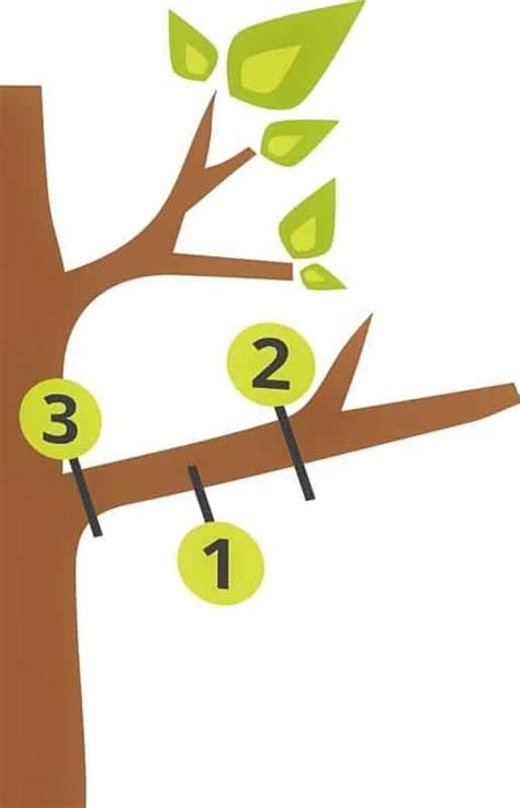 Tree Pruning Guide How To Cut And Best Tool Per Size