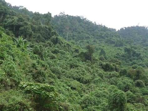 Yok Dôn National Park Da Lak Province Vietnam Uncover Vietnam