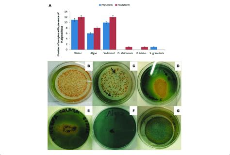 isolation of vibrio species a the bar graph shows the presence of
