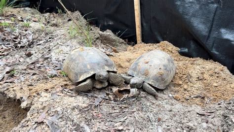 Gopher Tortoise Services Bear Environmental Consulting Llc