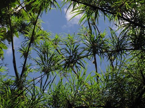 Biodiversidad Y Conservación Los Chusques Bambúes De Los Andes