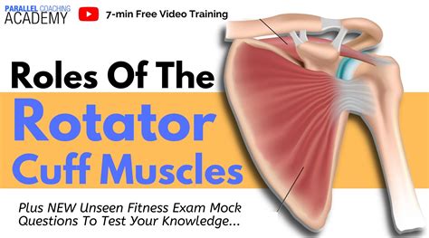 Roles Of The Rotator Cuff Muscles