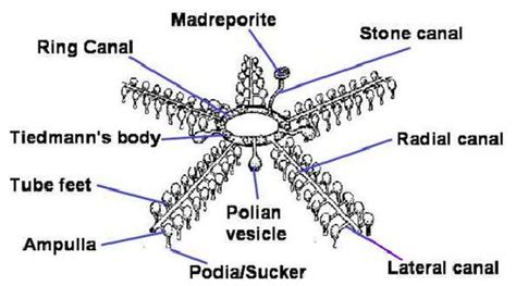 Diagram Of Water Vascular System In Echinoderms Water Vascul