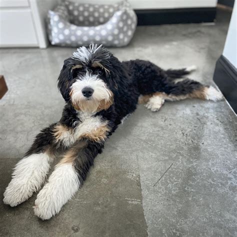 This Cutie Got A Haircut Long On The Head And Paws And Short On The