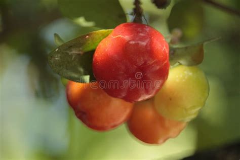 Fresh Organic Acerola Cherry On The Tree Stock Image Image Of Fresh