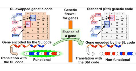 An Amino Acid Swapped Genetic Code Acs Synthetic Biology