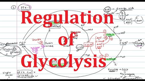 5 Glycolysis Regulation Explained Simply Hexokinase